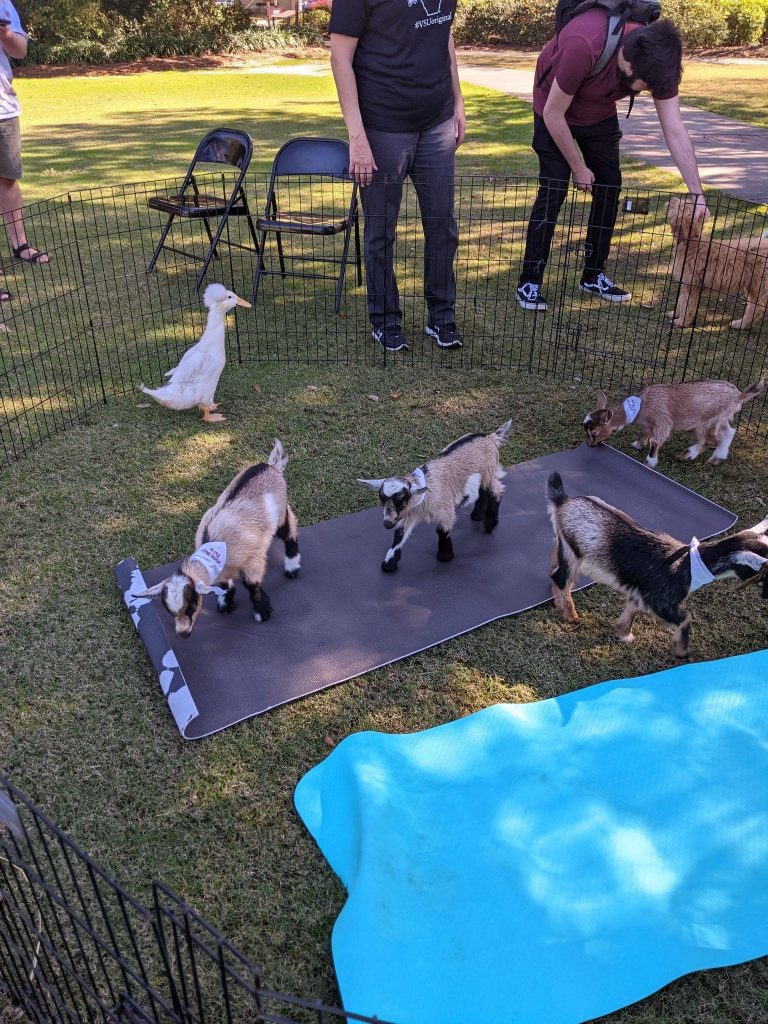 Photos: Campus Wellness De-stress Fest - The Spectator